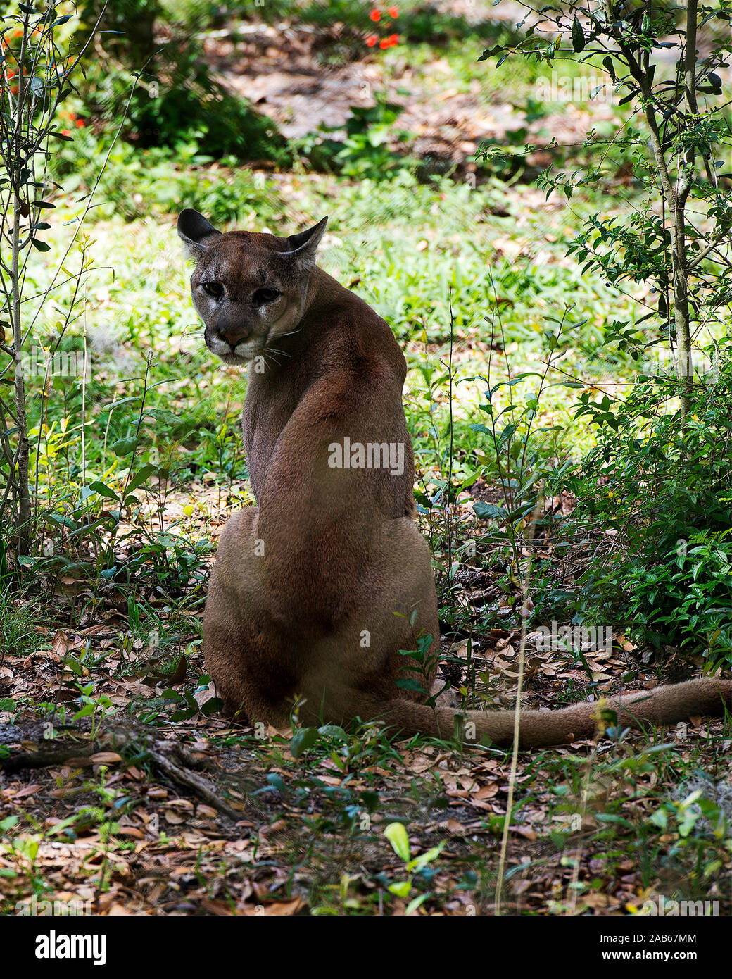 Wild environment hi-res stock photography and images - Alamy
