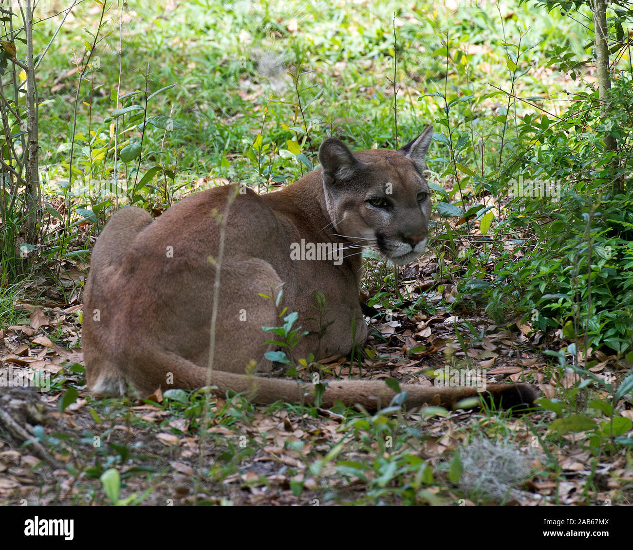 Florida Panther in the field looking a the camera in its surrounding ...