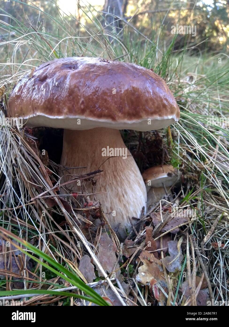 Boletus edulis in the forest Stock Photo - Alamy