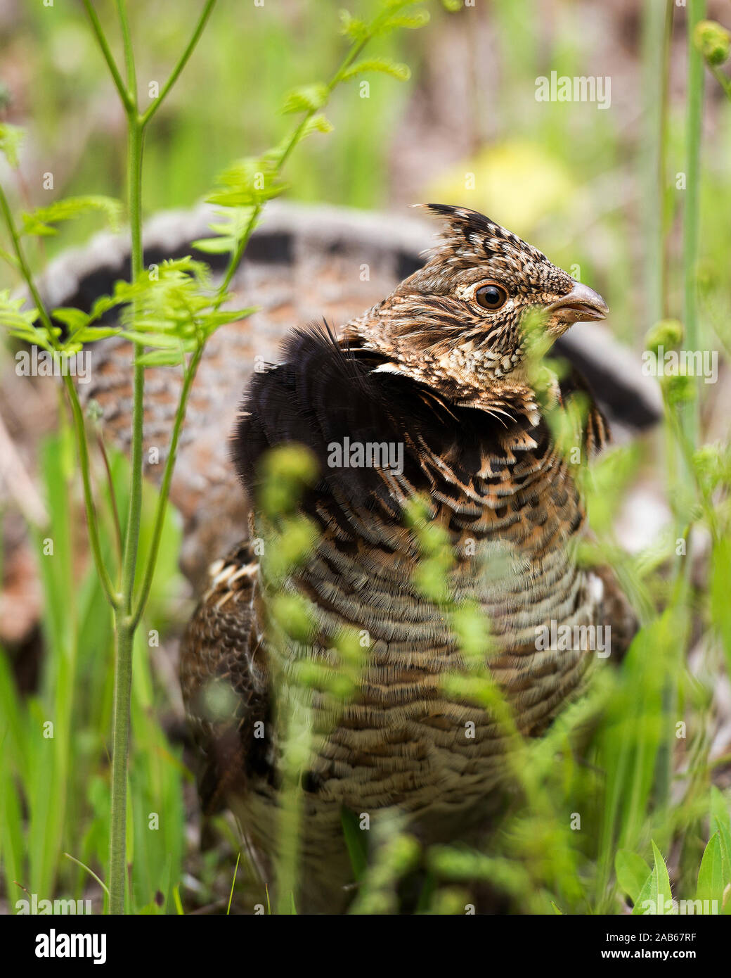 Partridge bird head profile view with bokeh background and front green ...