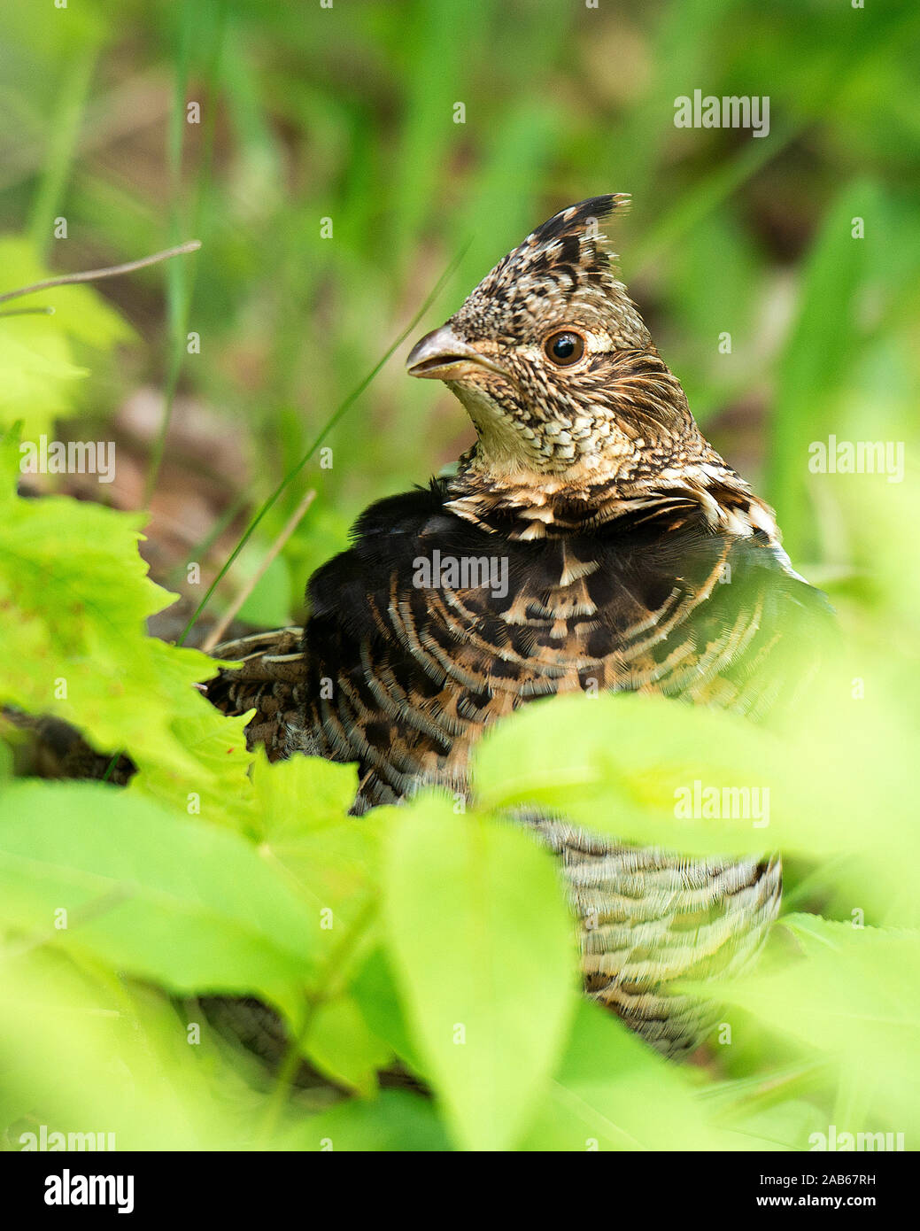 Front view bird photography hi-res stock photography and images - Alamy