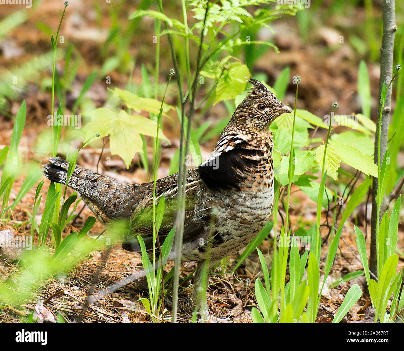 Partridge bird hi-res stock photography and images - Alamy
