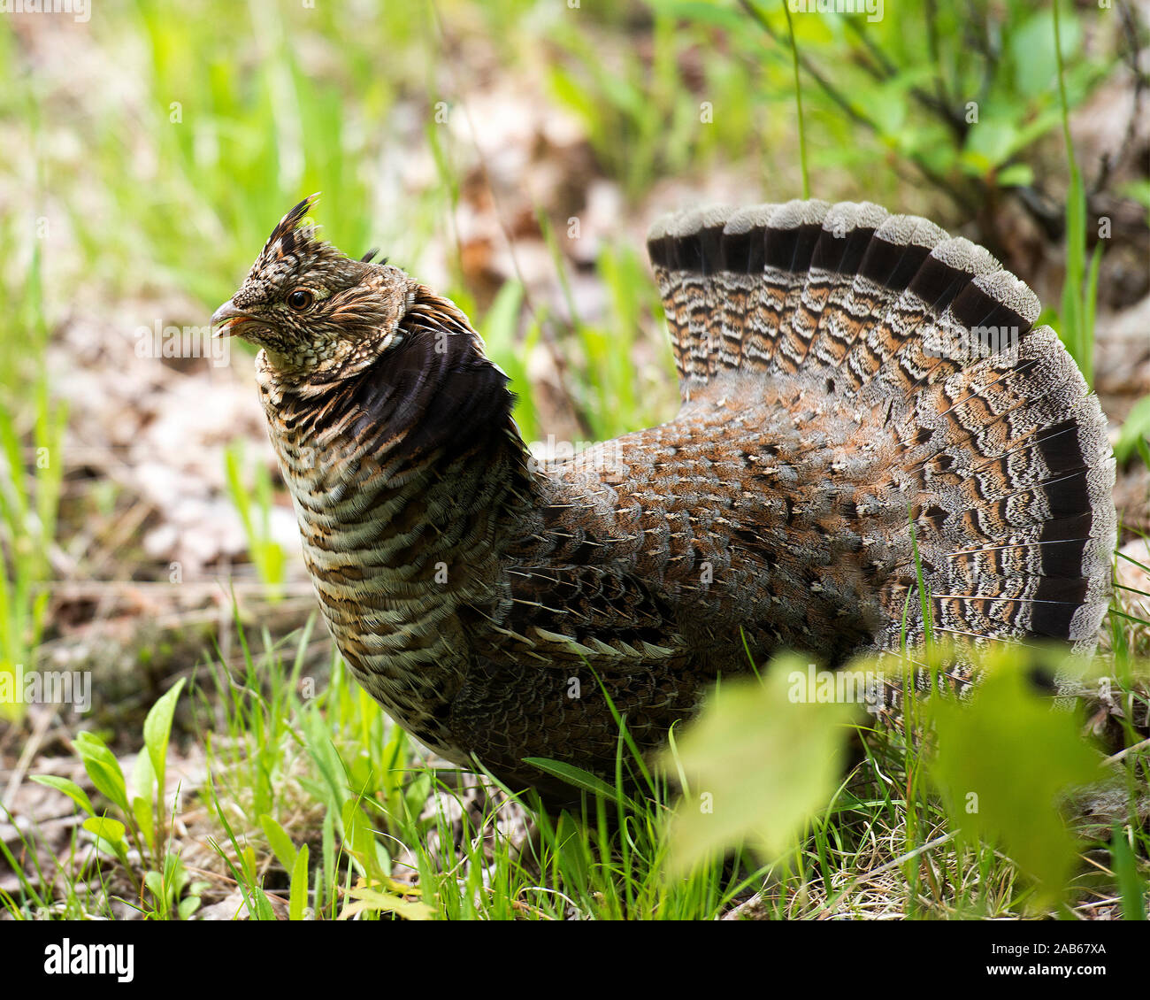 Partridge male ruffed grouse struts mating plumage in the forest with ...