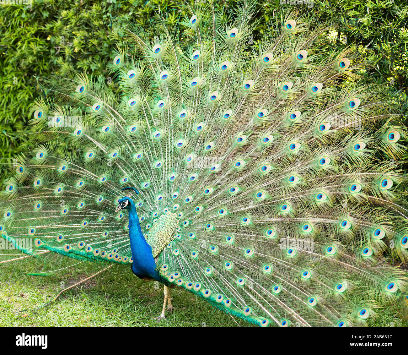 Peacock bird, the beautiful colorful bird Stock Photo - Alamy