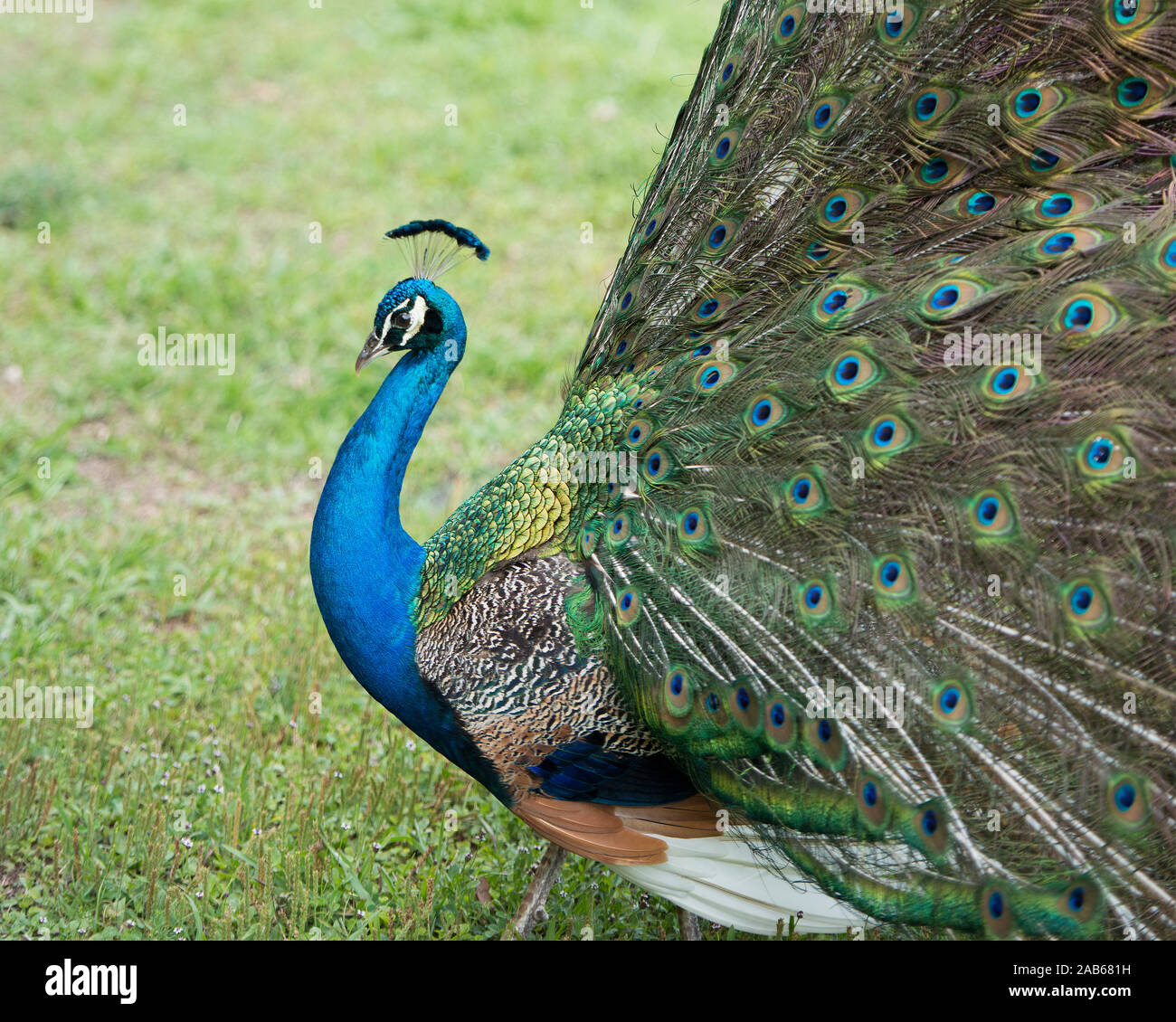 Peacock bird, the beautiful colorful bird Stock Photo - Alamy