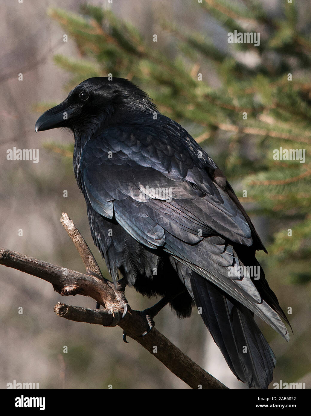 Raven in the snow hi-res stock photography and images - Alamy