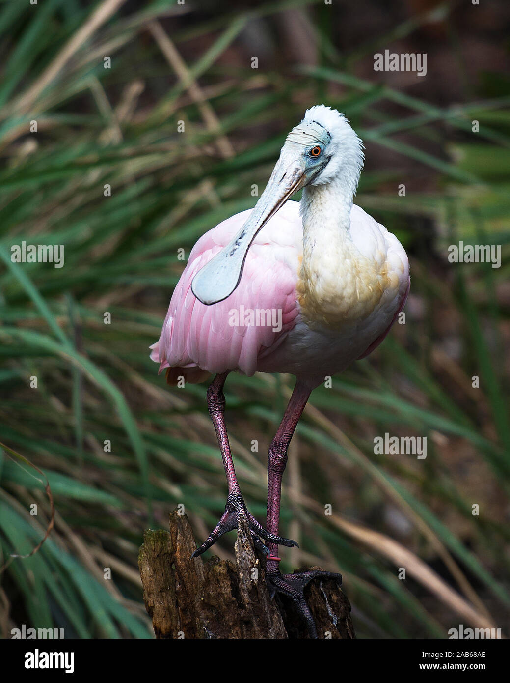 Spoonbill bird hi-res stock photography and images - Alamy