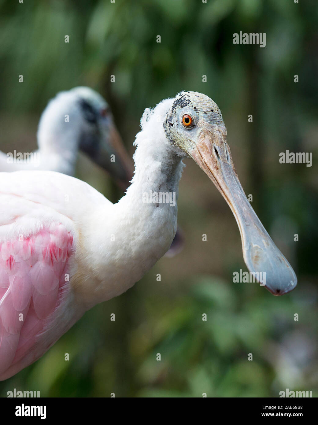 Roseate Spoonbill birds close-up profile view in their surrounding and ...