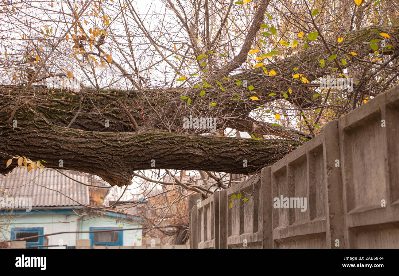 Green branches old trees growing hi-res stock photography and images ...