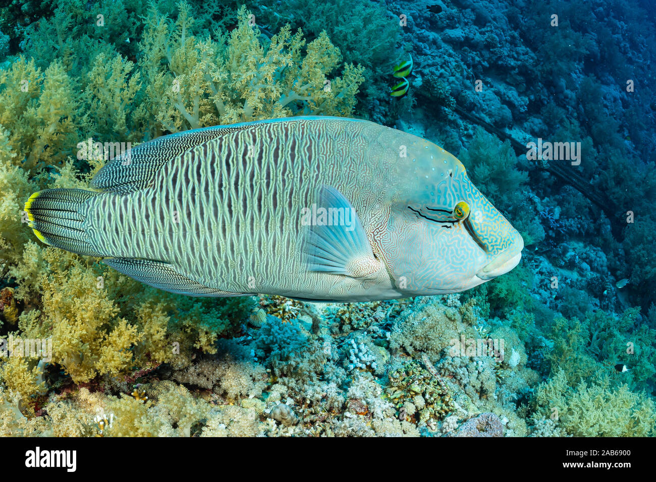 Cheilinus Undulatus Napoleon Fish High Resolution Stock Photography and ...