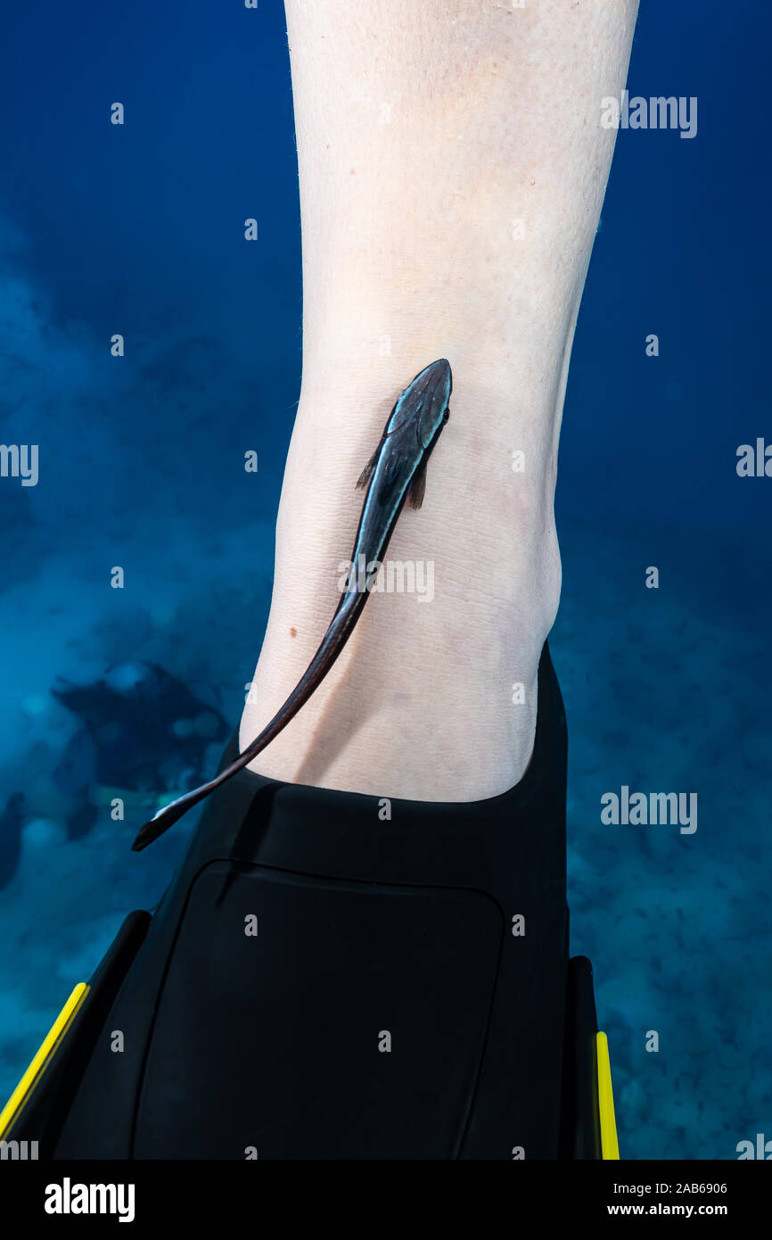 Skin diver hi-res stock photography and images - Alamy