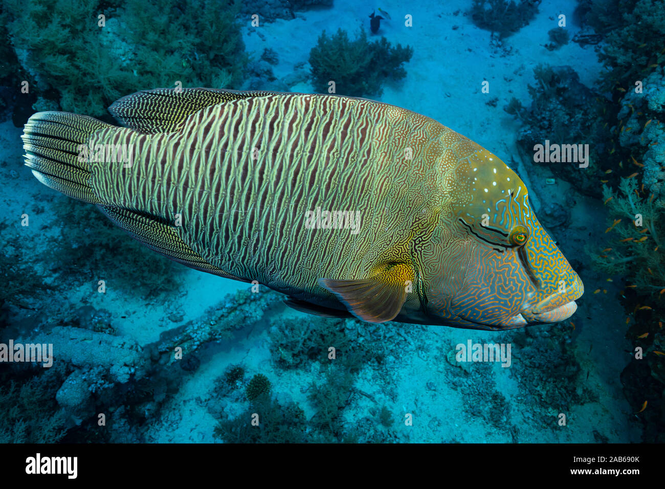 Cheilinus undulatus napoleon fish hi-res stock photography and images ...