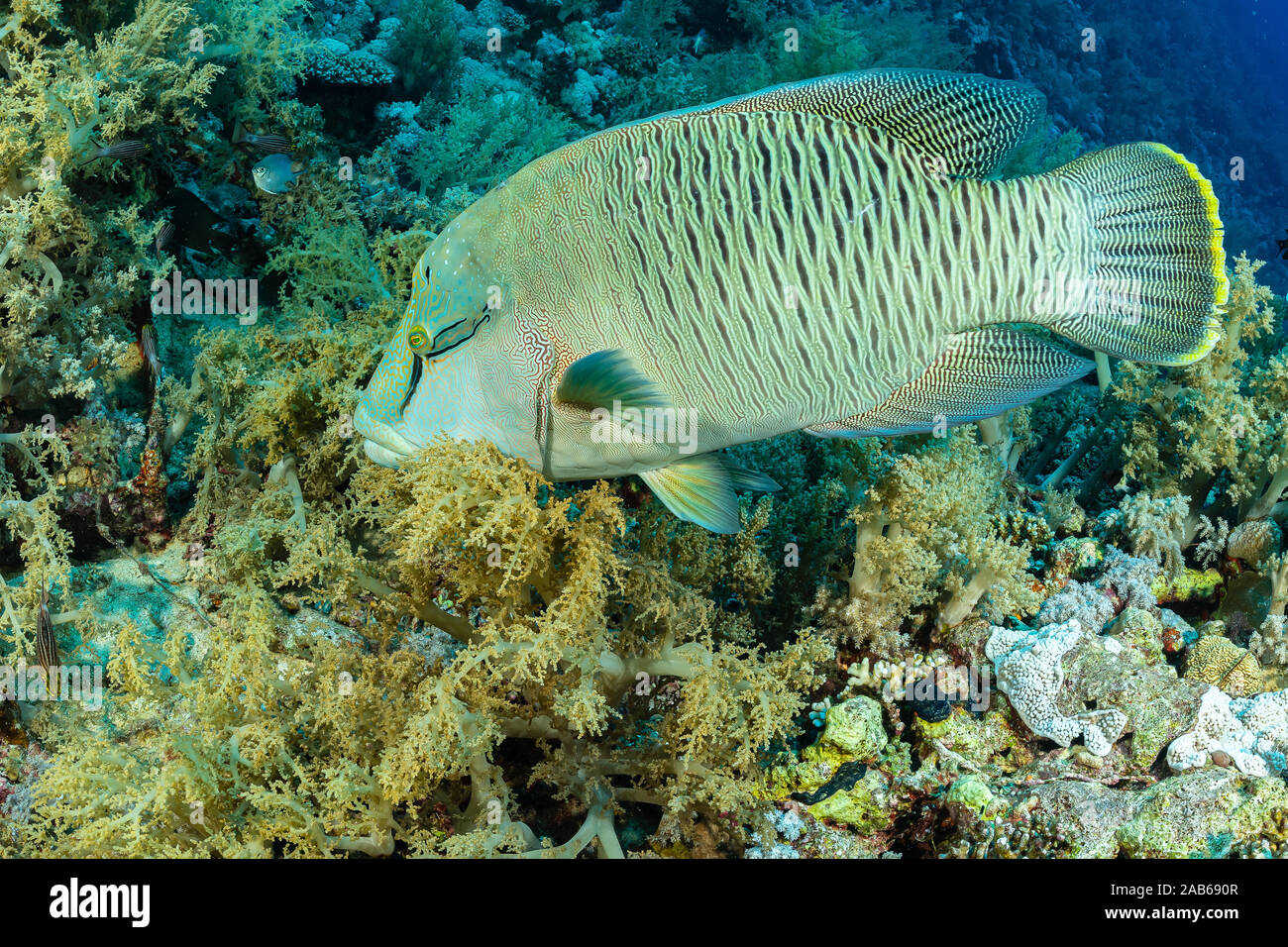 Napoleon wrasse red sea hi-res stock photography and images - Alamy