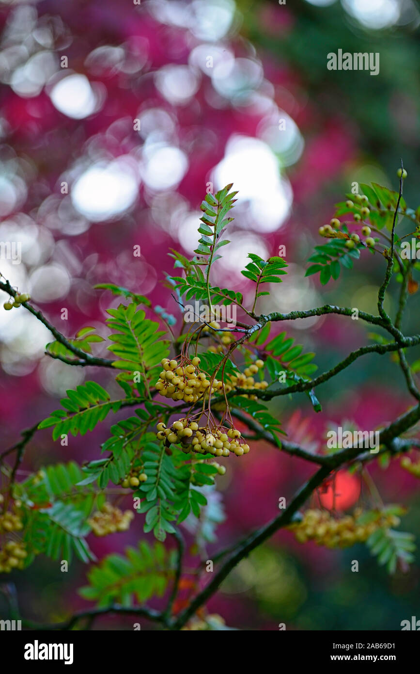 Rowan berry tree hi-res stock photography and images - Alamy