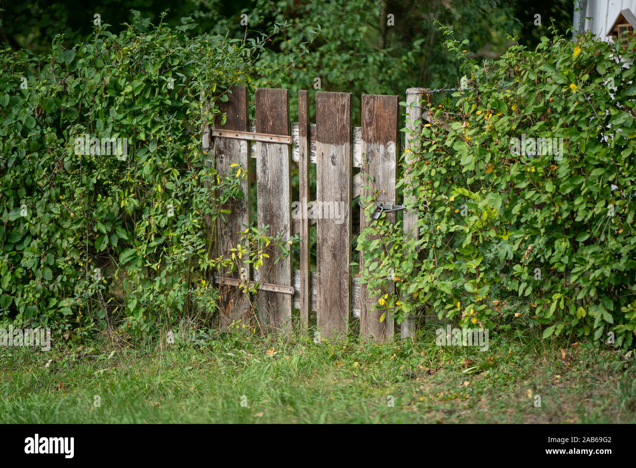 Wooden garden gate in idyllic country garden with green plants growing ...