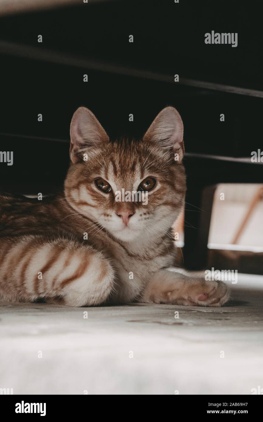 Pose poser hi-res stock photography and images - Alamy