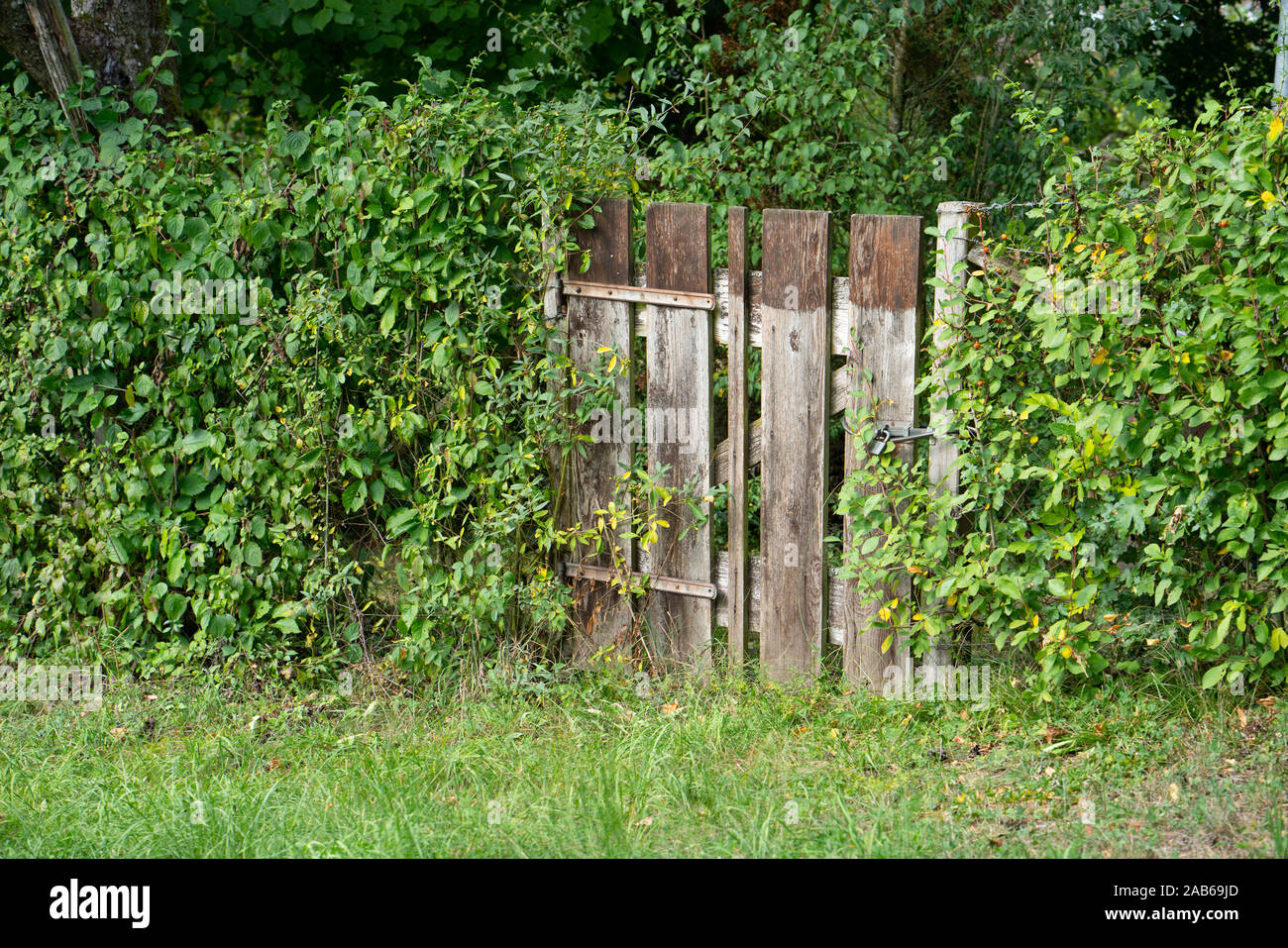 Wooden garden gate in idyllic country garden with green plants growing ...