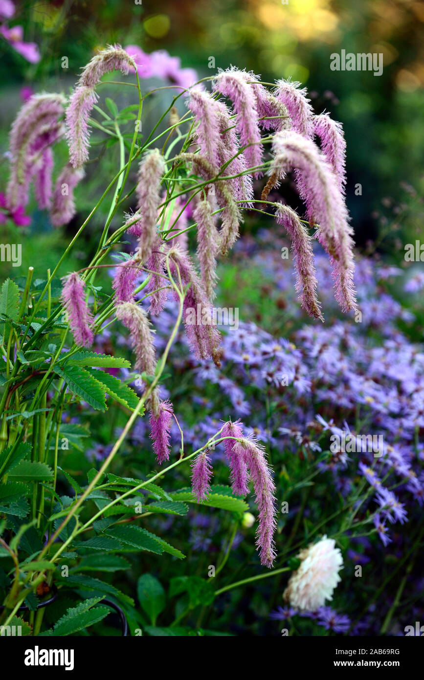 Sanguisorba hakusanensis Lilac Squirrel,purple,lilac,planting,scheme ...