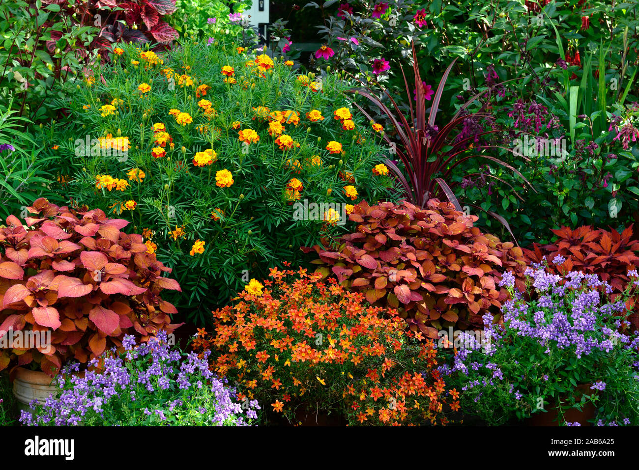 Coleus Campfire,Solenostemon scutellarioides Campfire,tagetes cinnabar ...