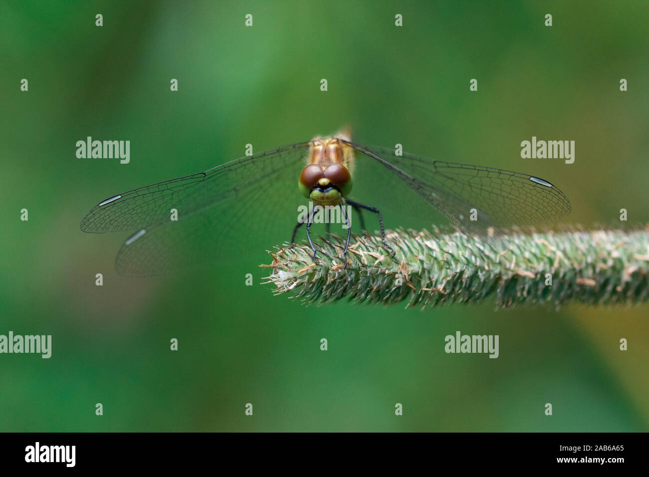 Dragonfly mouth hi-res stock photography and images - Alamy