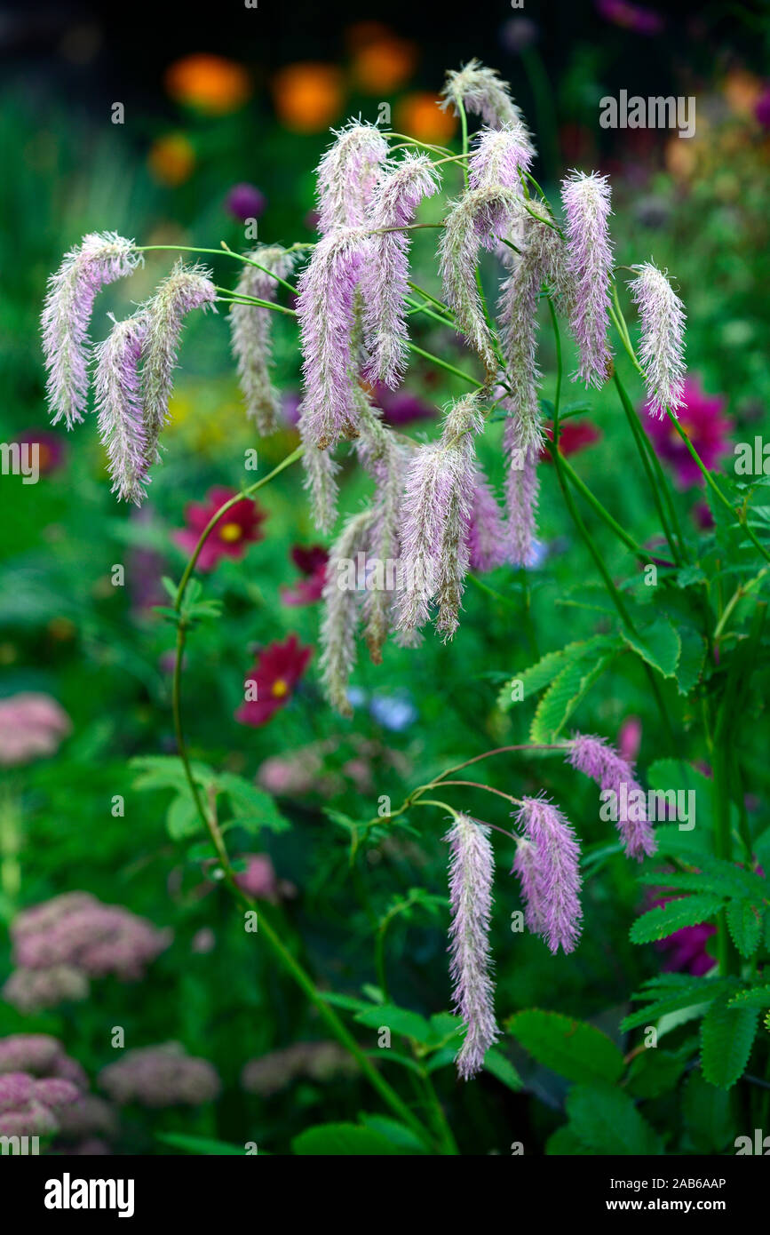 Sanguisorba hakusanensis Lilac Squirrel,purple,lilac,planting,scheme ...