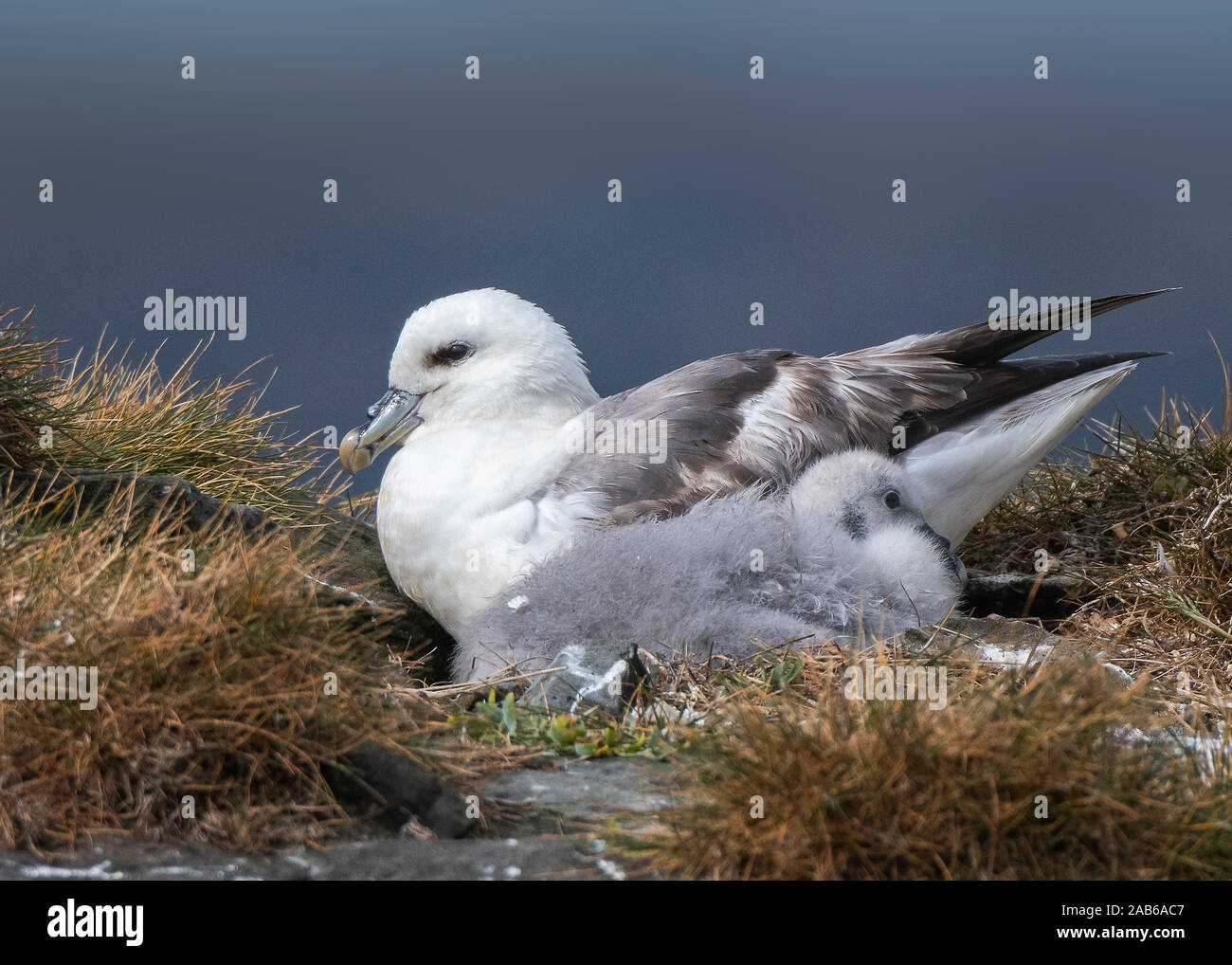 Northern fulmar chick hi-res stock photography and images - Alamy
