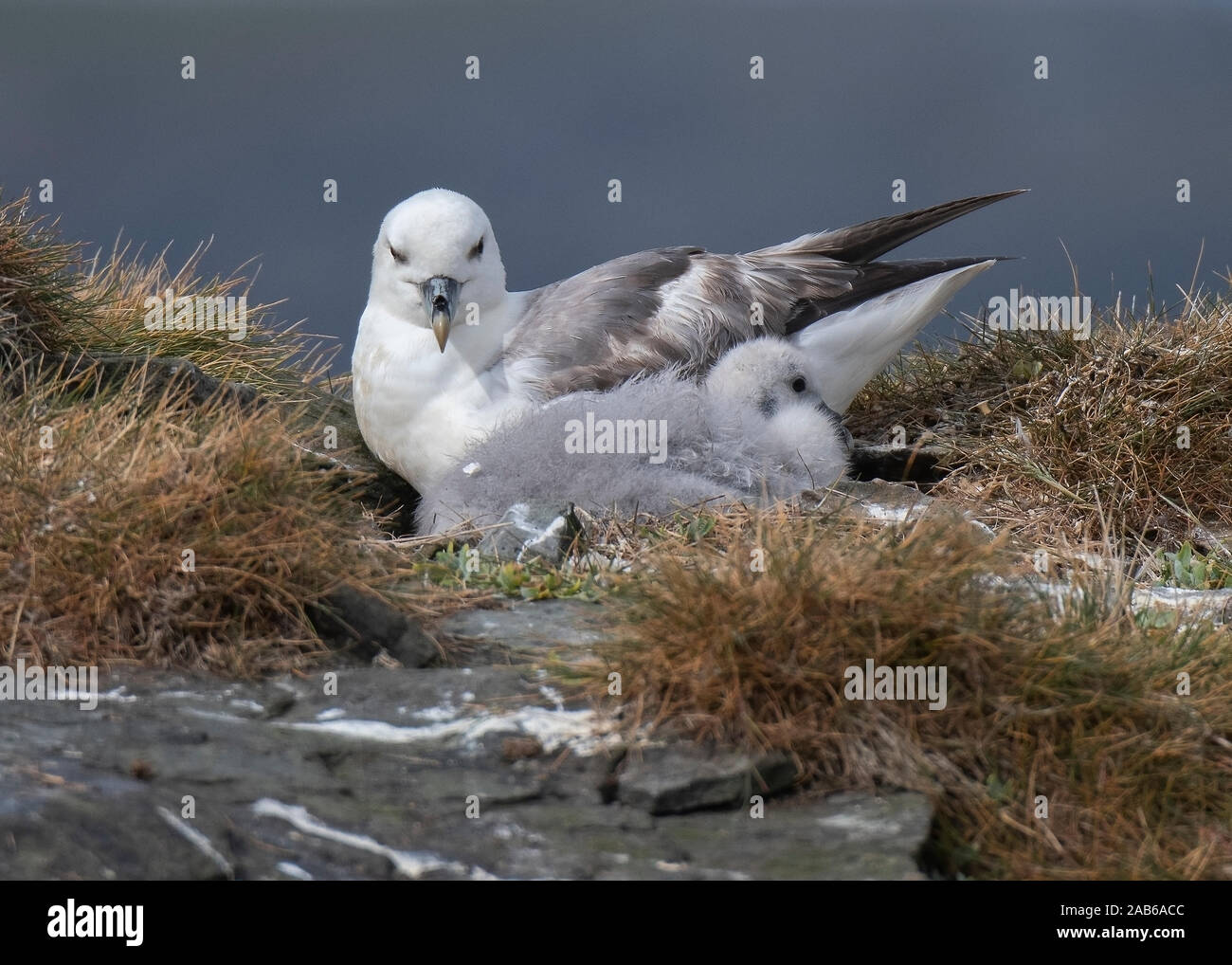 Fulmar (Fulmarus glacialis), adult and chick, sitting on rocky platform ...