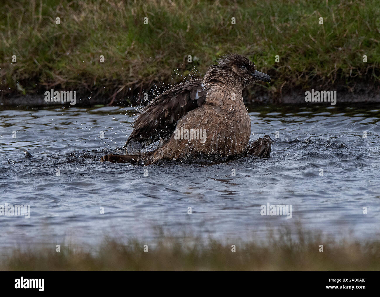 Great Skua (Stercorarius skua), bathin is small pool, Hermaness, Unst ...