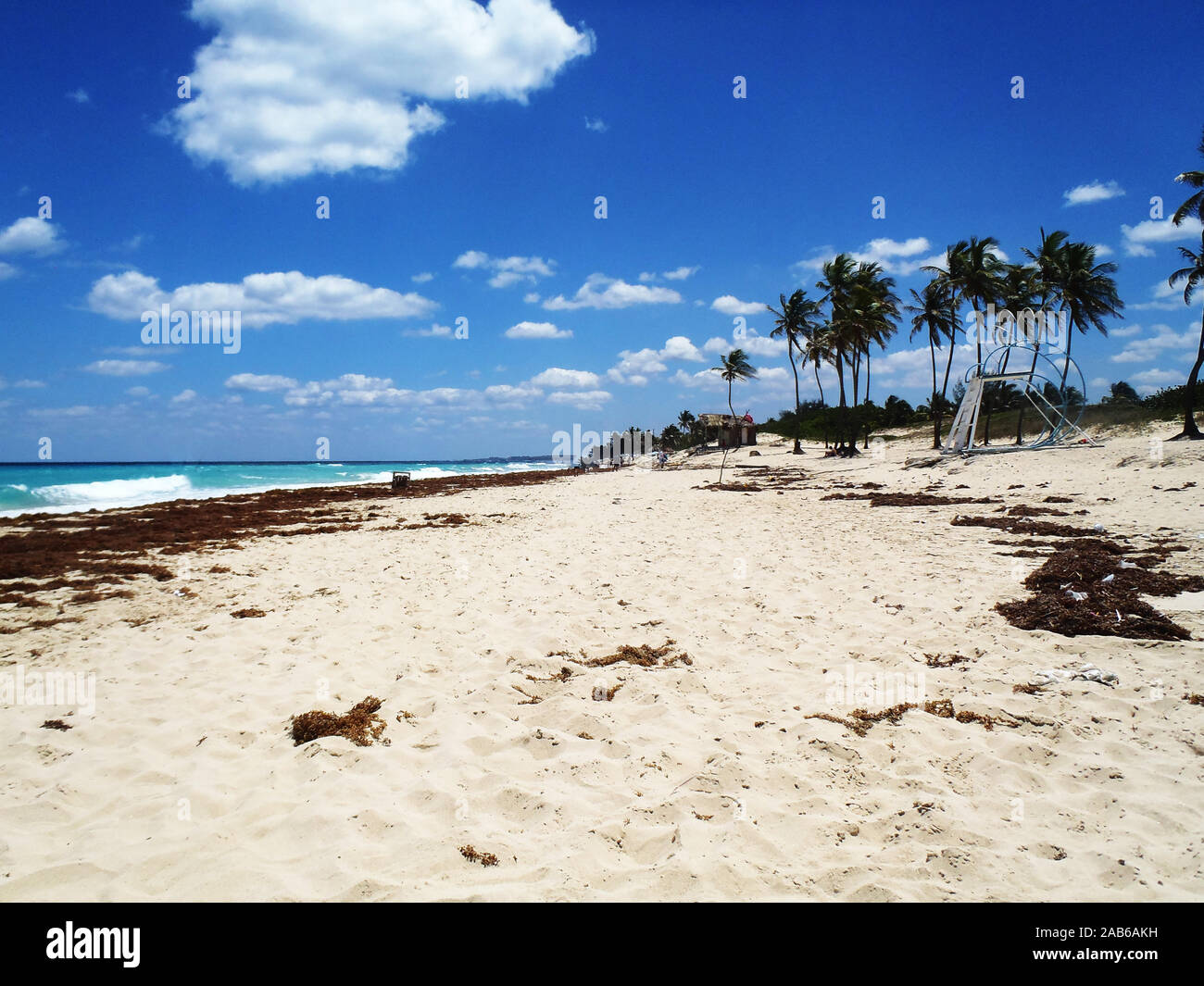 Relaxing on a tropical beach full of algae Stock Photo - Alamy