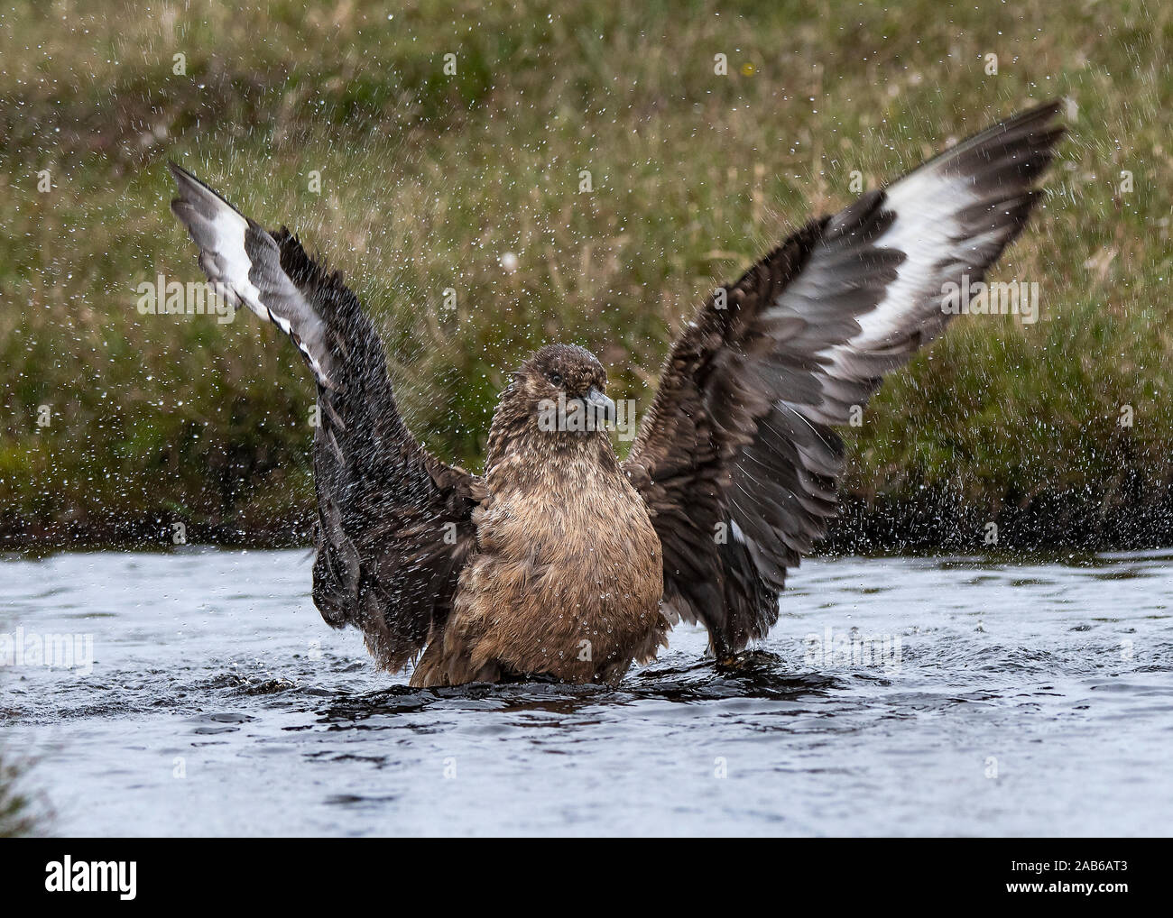 Great Skua (Stercorarius skua), bathin is small pool, Hermaness, Unst ...