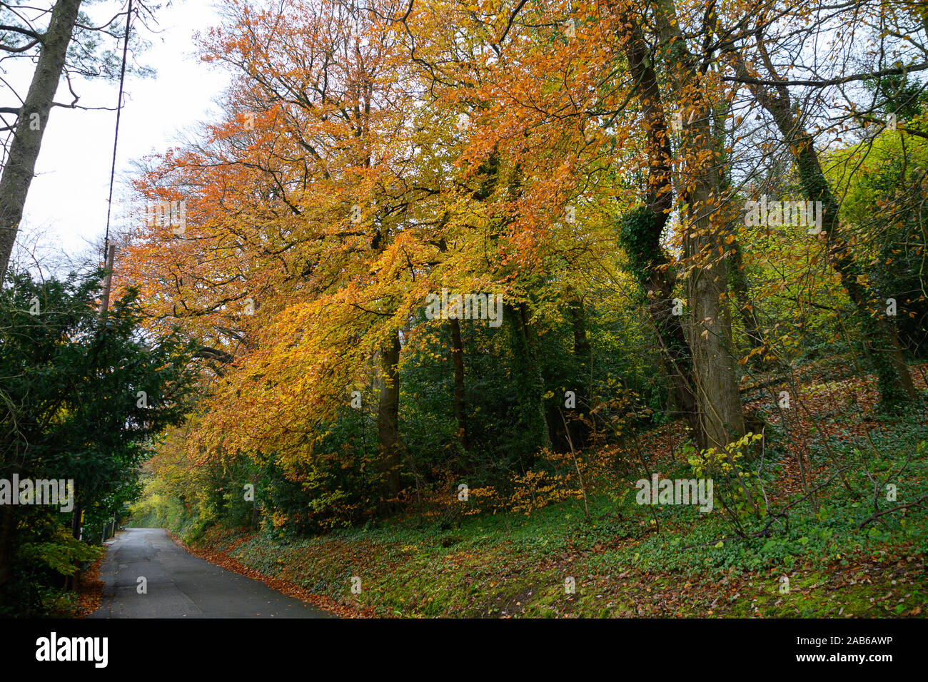 Countryside trees turning brown in the fall of autumn Stock Photo - Alamy