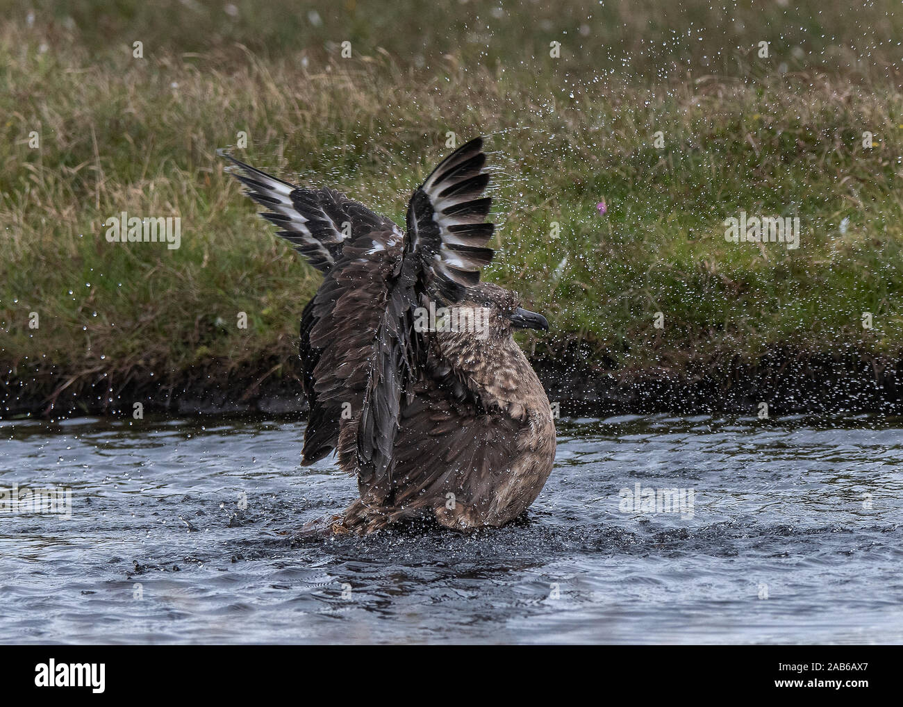 Great Skua (Stercorarius skua), bathin is small pool, Hermaness, Unst ...