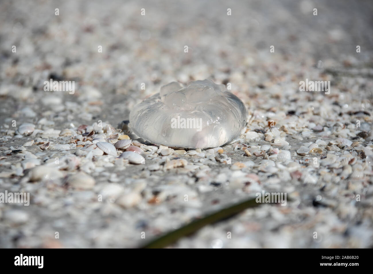 Box jellyfish sanibel island beach hi-res stock photography and images ...