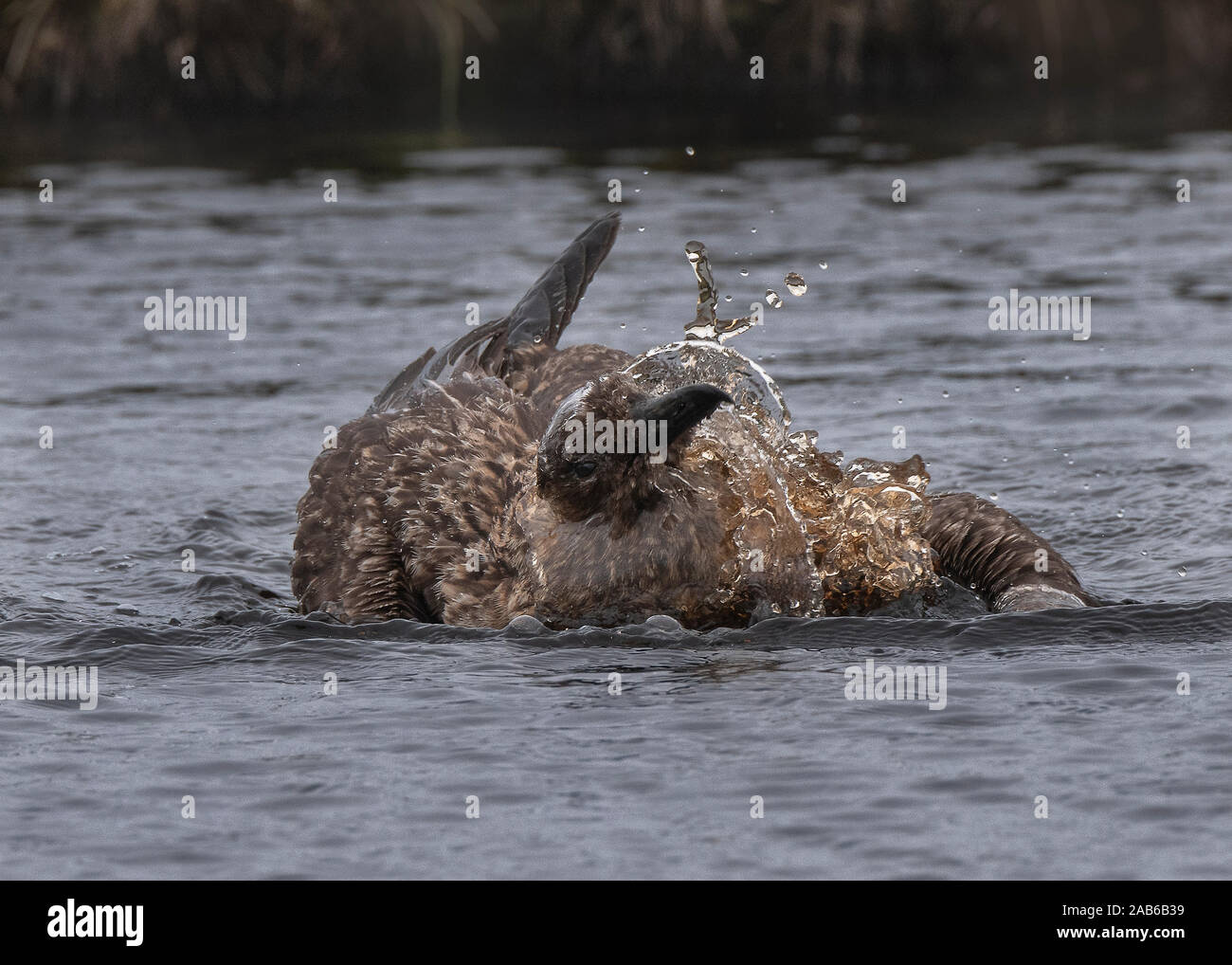Great Skua (Stercorarius skua), bathin is small pool, Hermaness, Unst ...