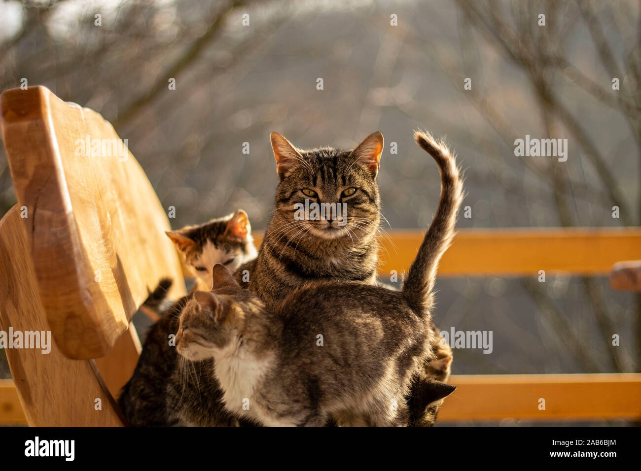 Whole cats family sitting on bench Stock Photo - Alamy
