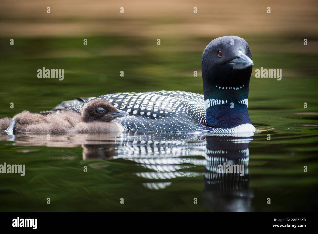 Baby Loon High Resolution Stock Photography and Images - Alamy