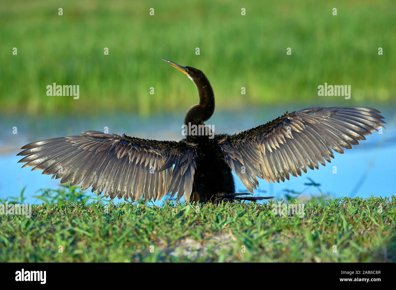 Anhinga (Anhinga anhinga), spreading wings to dry. Arthur R. Marshall ...