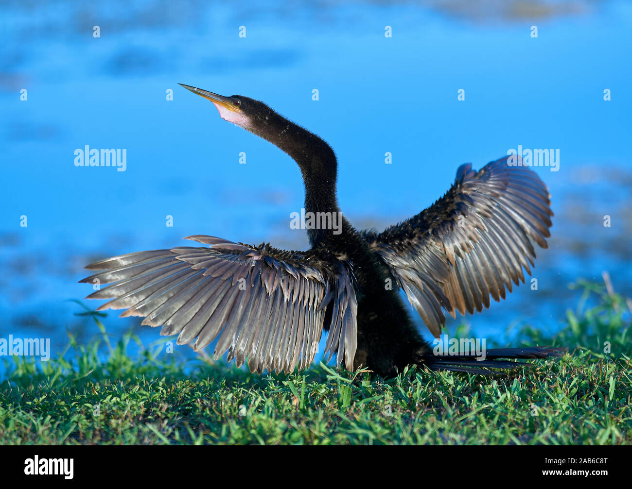 Anhinga (Anhinga anhinga), spreading wings to dry. Arthur R. Marshall ...