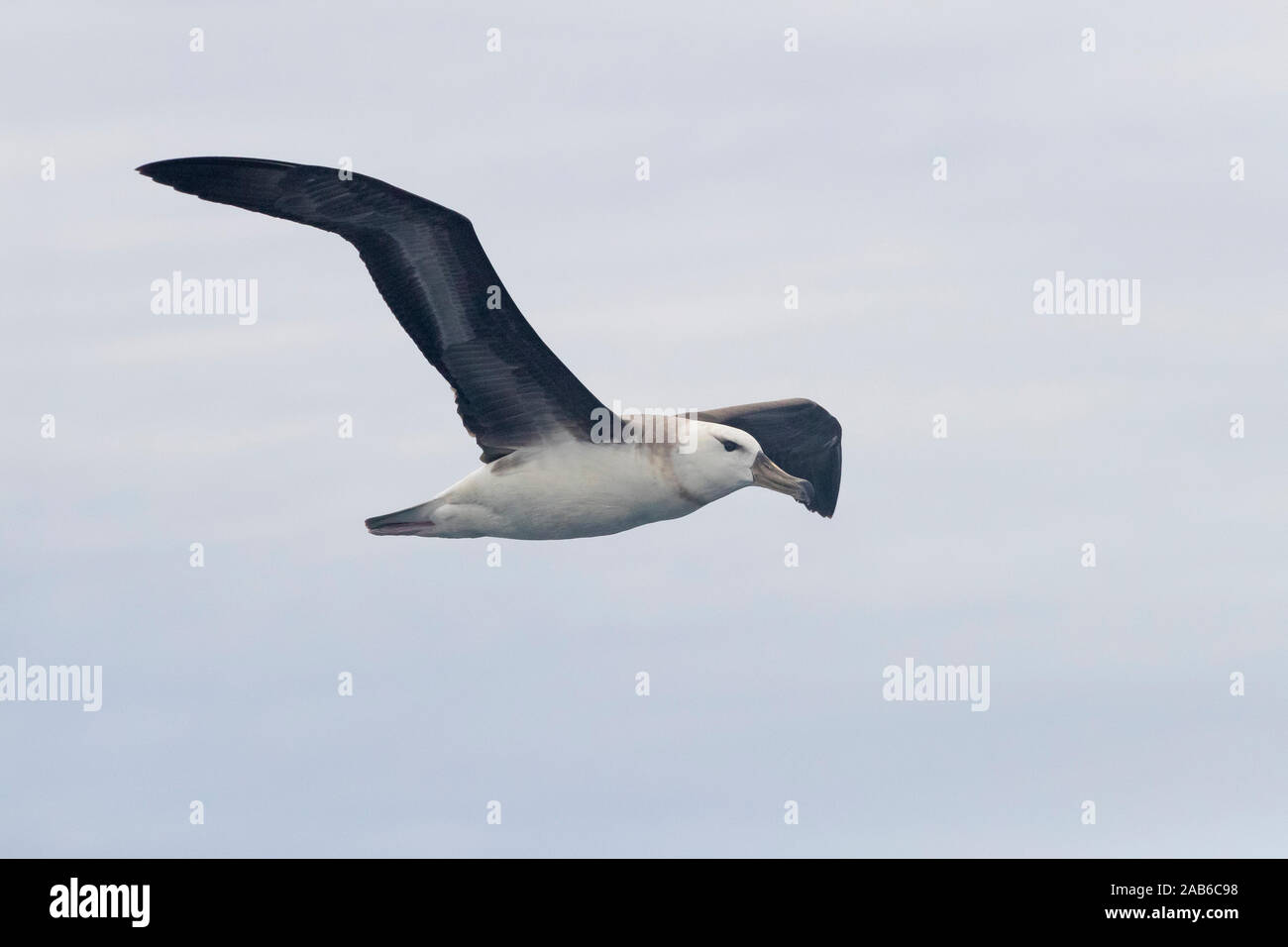 Black-browed Albatross (Talassarche melanophris), juvenile in flight ...