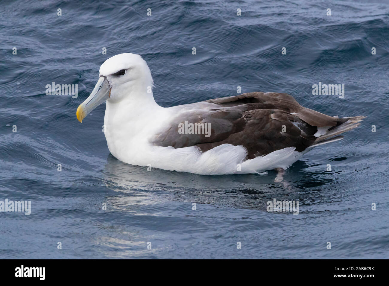 Shy Albatross (Thalassarche cauta), immature swimming on the water ...