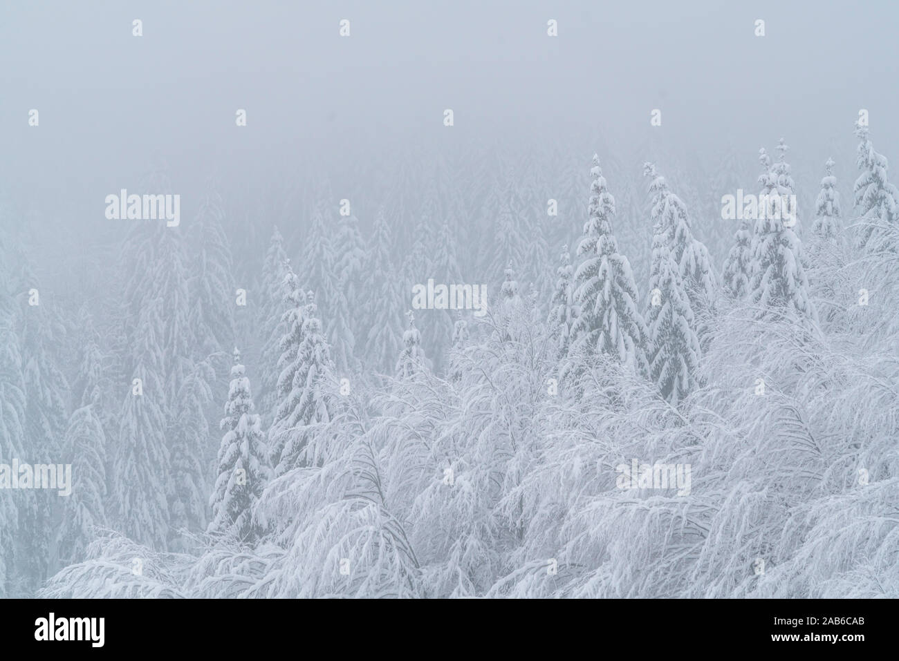 Scenic forest wallpaper pattern hi-res stock photography and images - Alamy