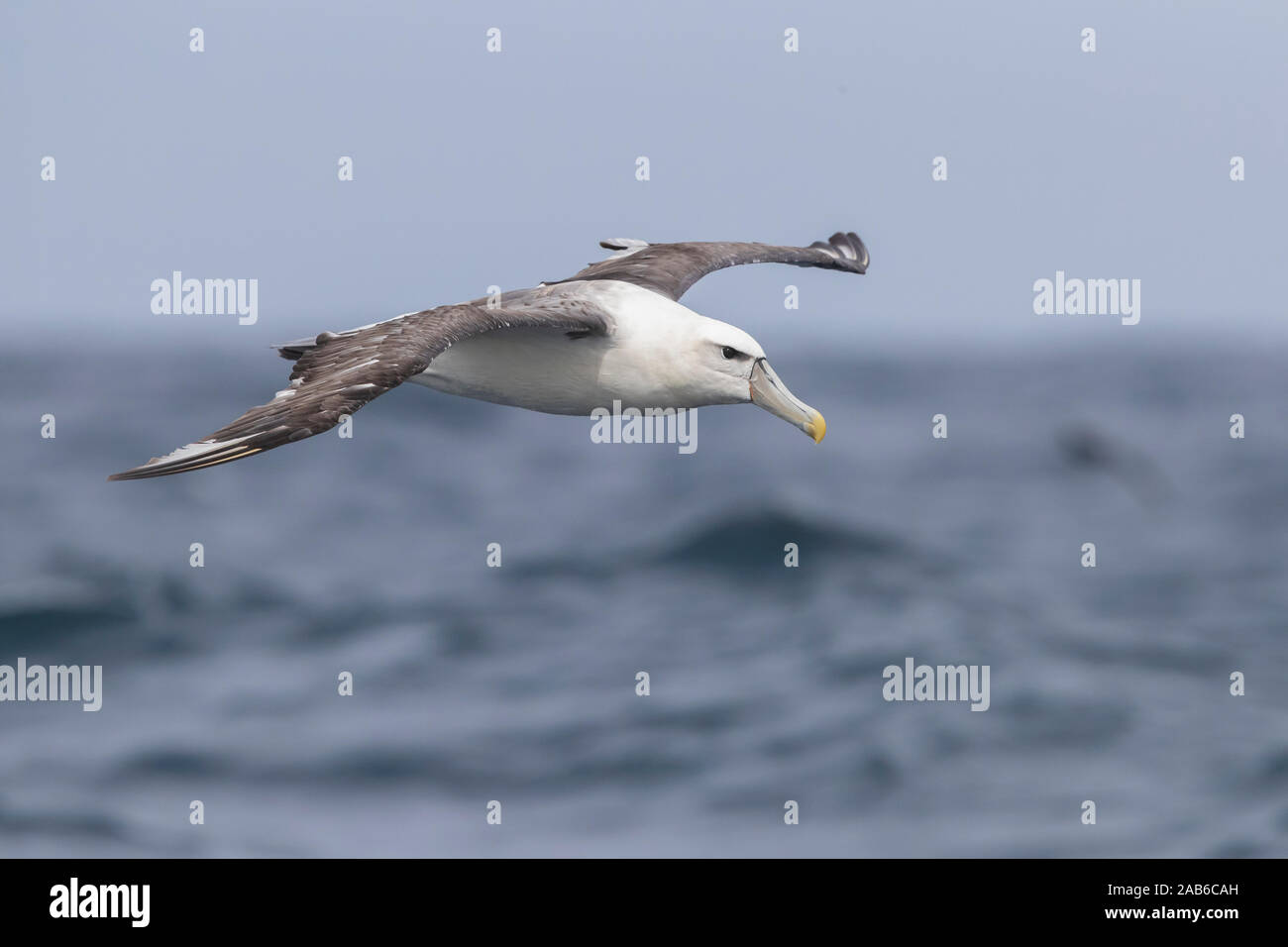Shy Albatross (Thalassarche cauta), side view of an immature in flight ...