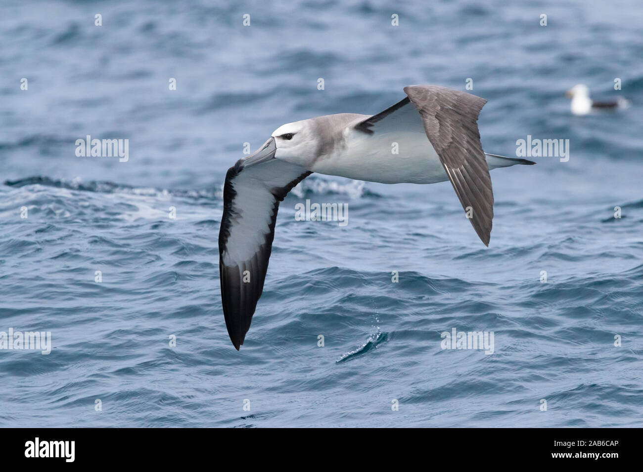 Shy Albatross (Thalassarche cauta), side view of a juvenile in flight ...
