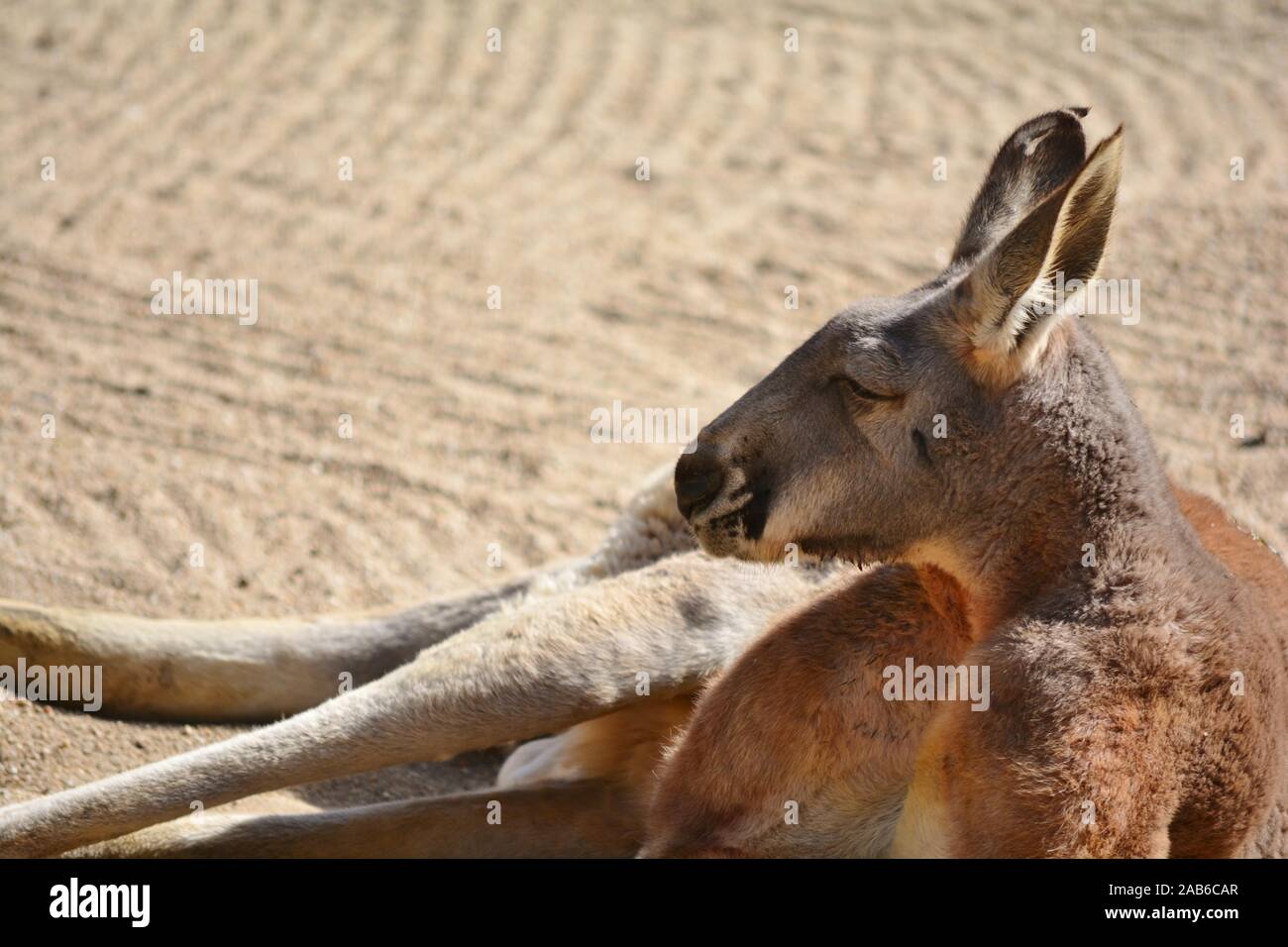 a kangaroo resting on the sand Stock Photo - Alamy
