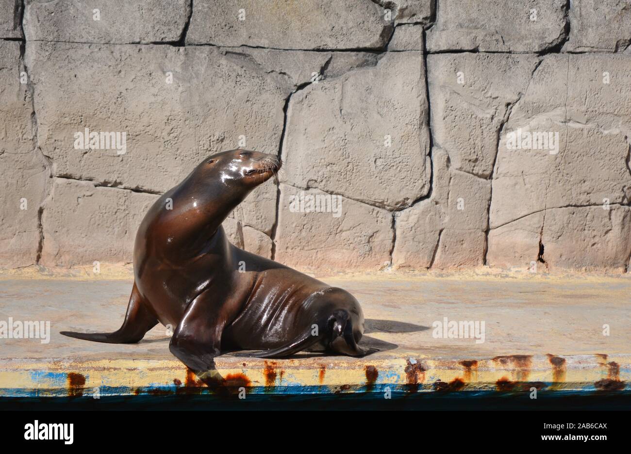 a sea lion in the swimming pool Stock Photo - Alamy