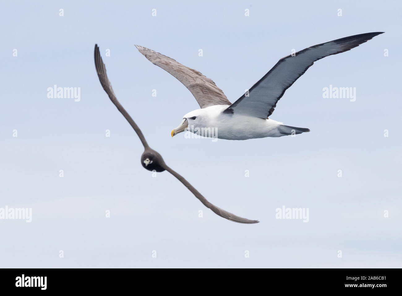 Shy Albatross (Thalassarche cauta), side view of an adult in flight ...