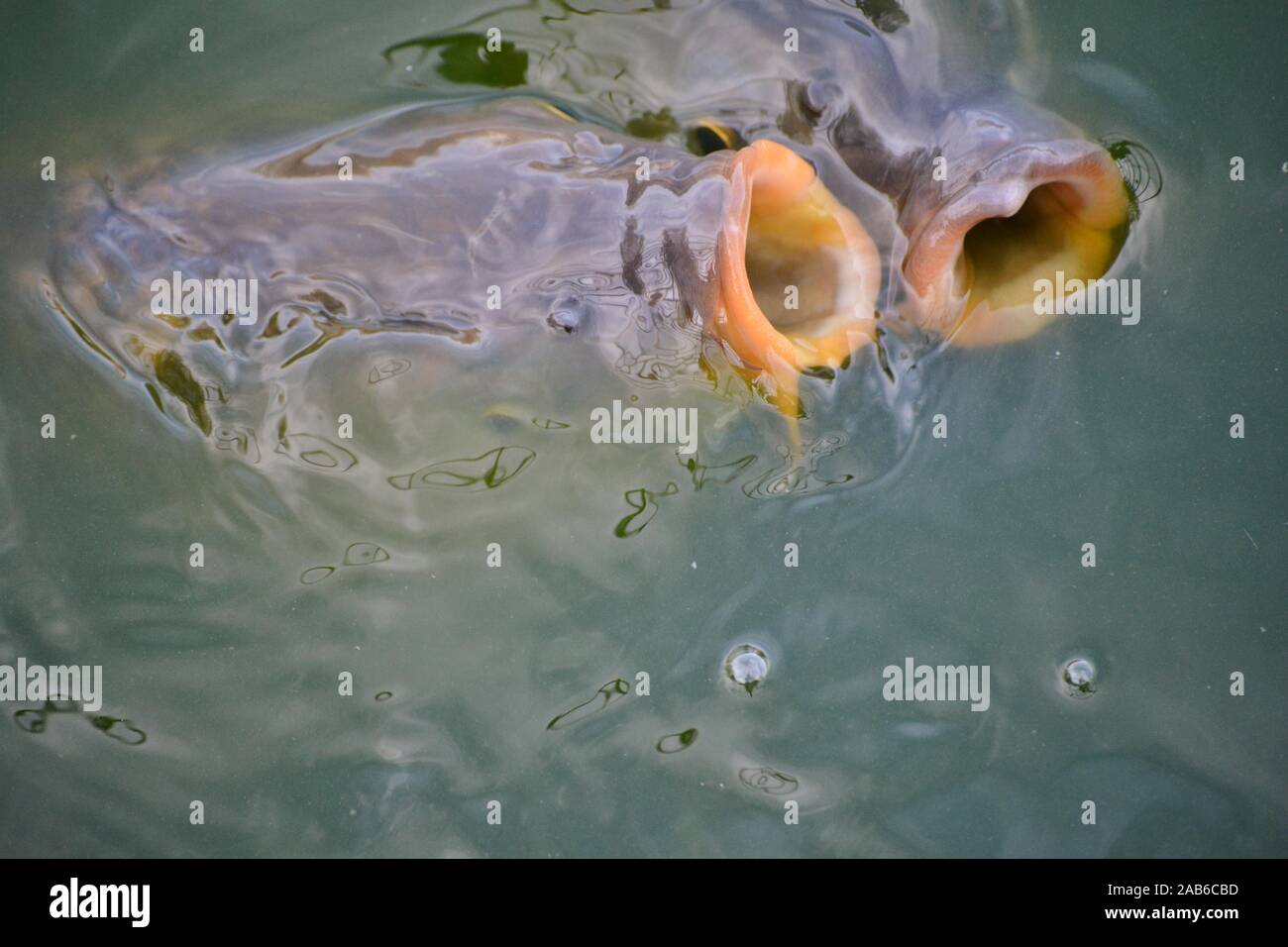 two fishes with their mouths open out of the water Stock Photo - Alamy