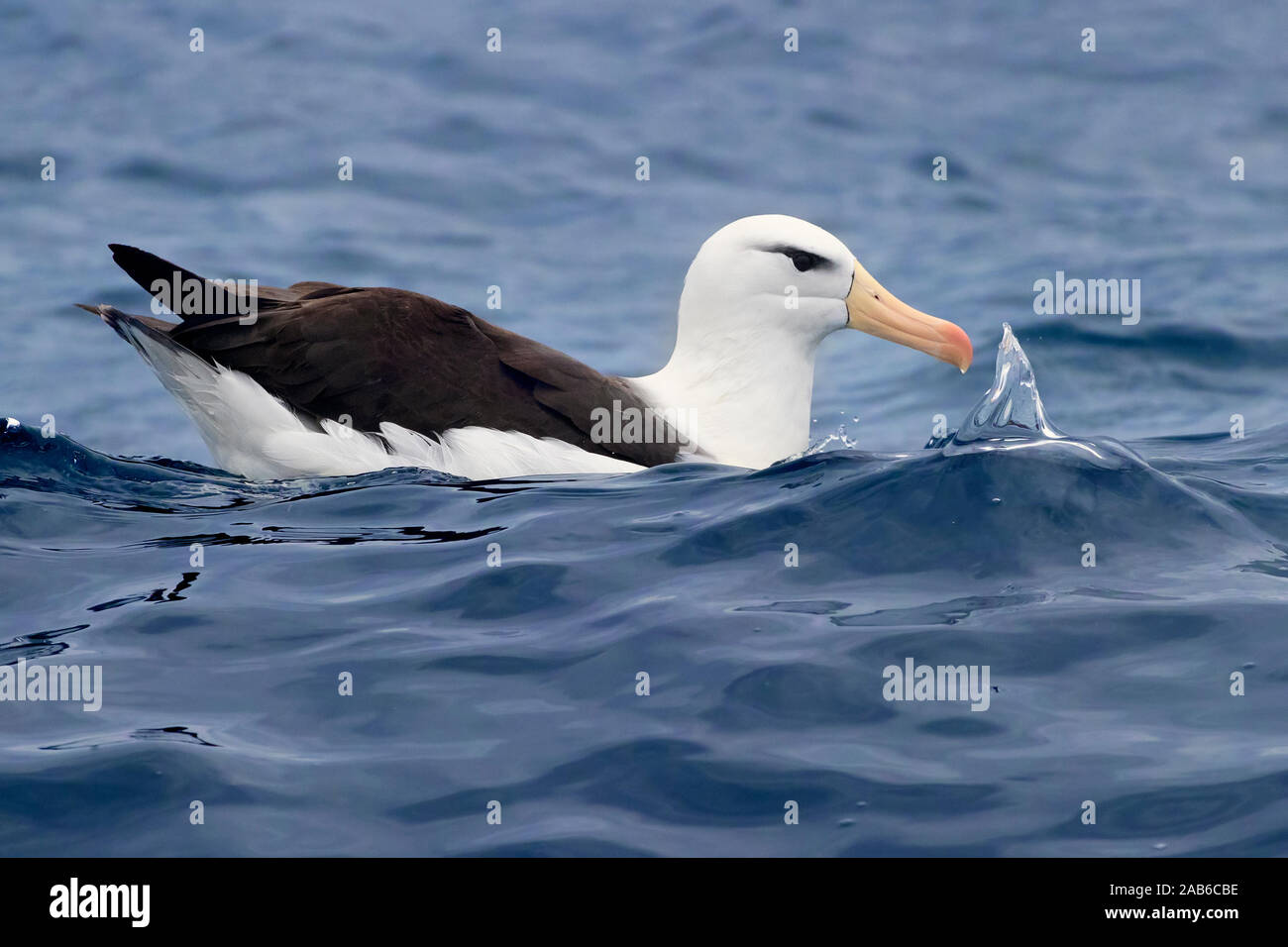 Talassarche melanophris hi-res stock photography and images - Alamy