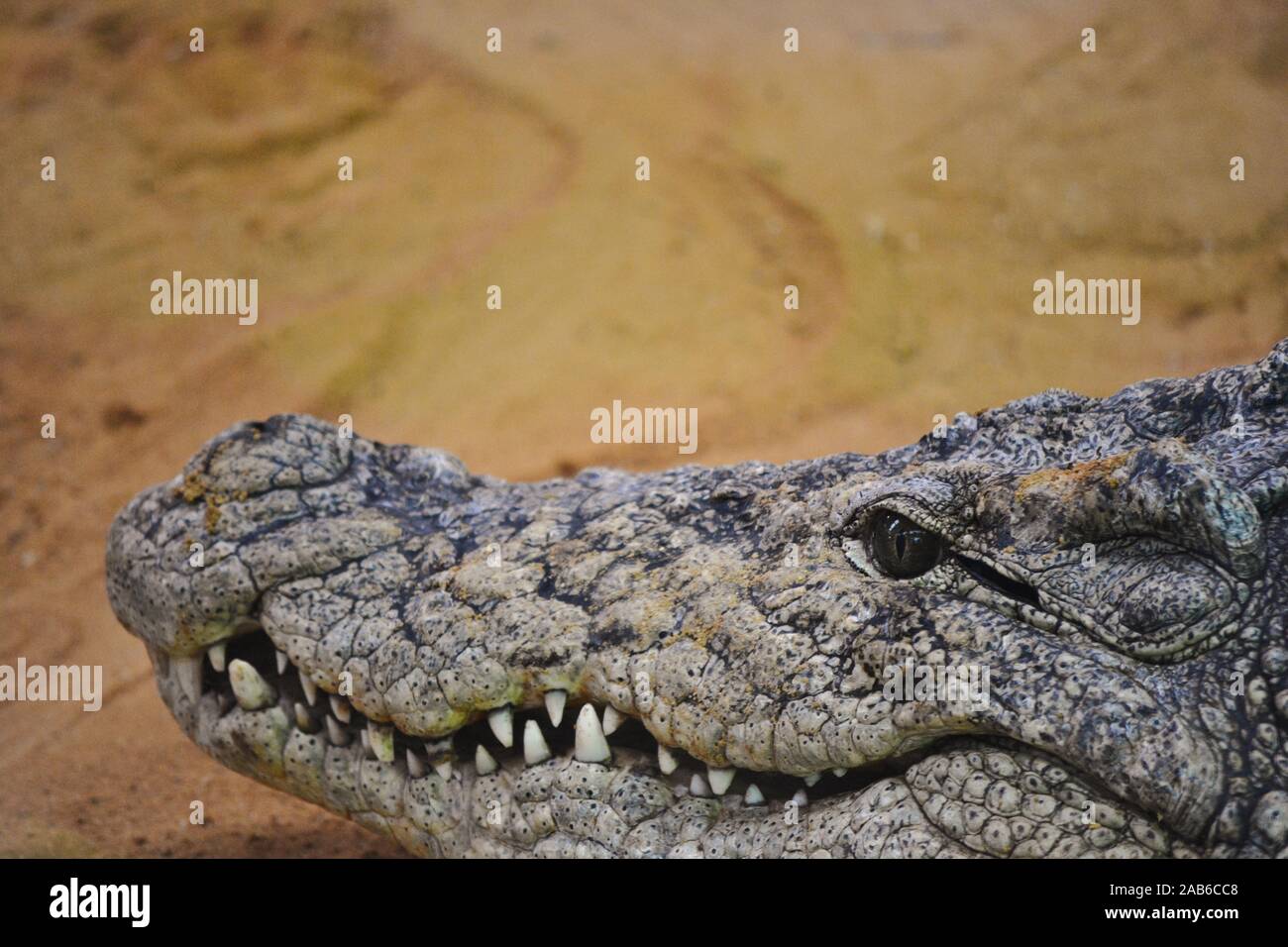 the head of a crocodile Stock Photo - Alamy