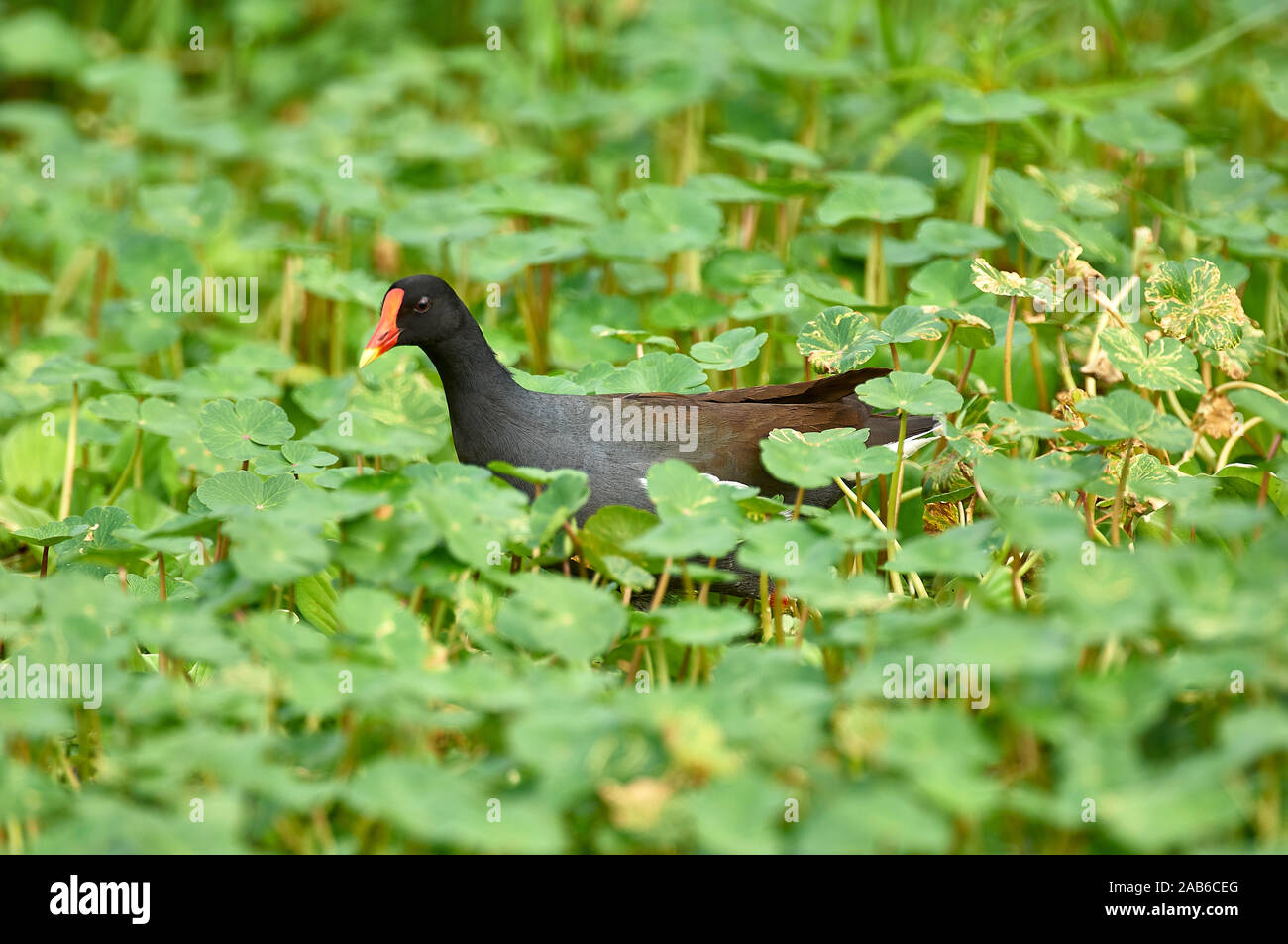 Common swamp hen hi-res stock photography and images - Alamy